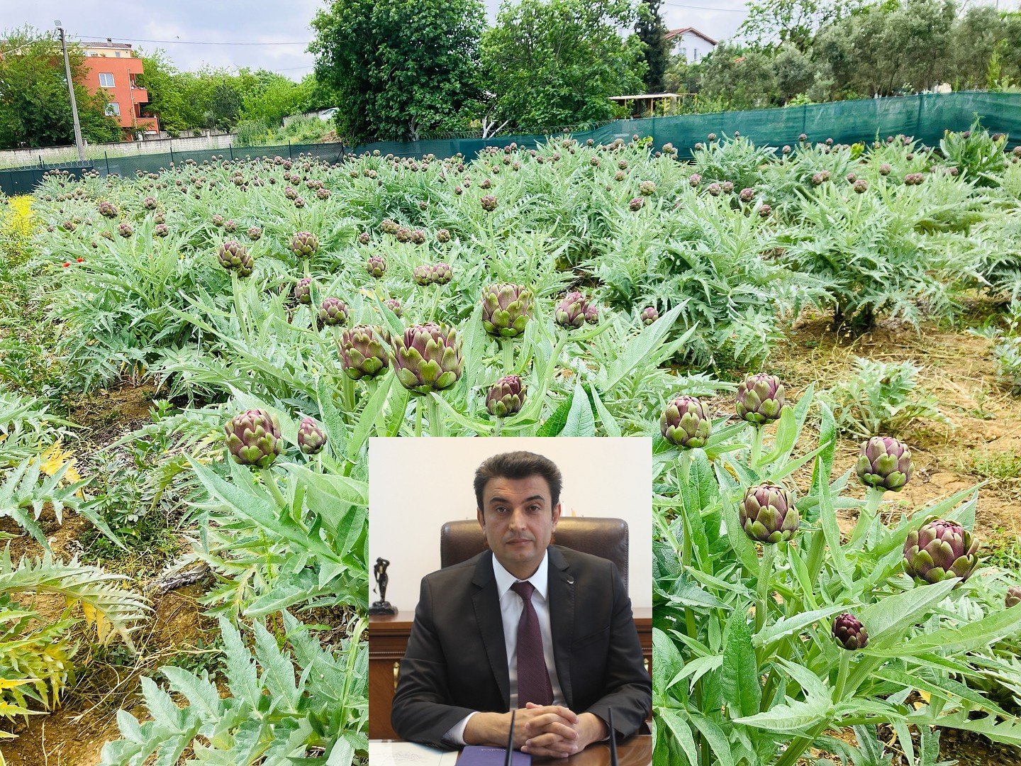 DARICA ENGİNARI İÇİN COĞRAFİ İŞARET BAŞVURUSU YAPILIYOR - Batı Yakası TV